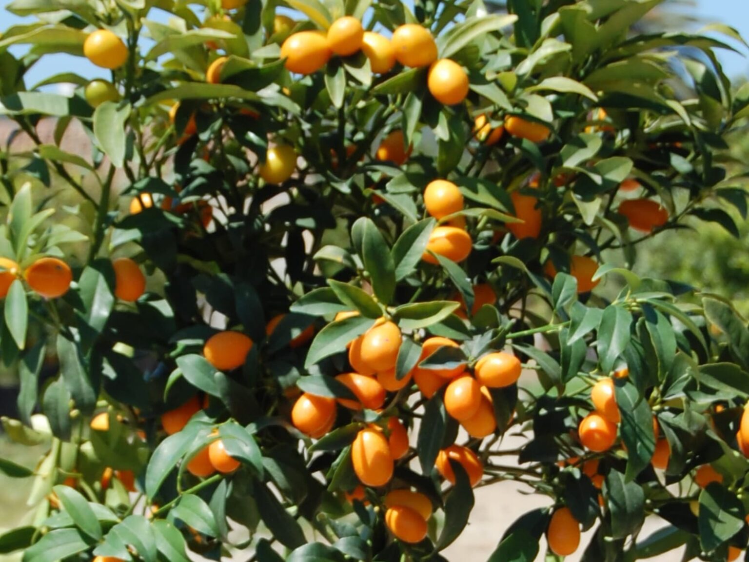 Citrus japonica (kumquat) - Covili Franco