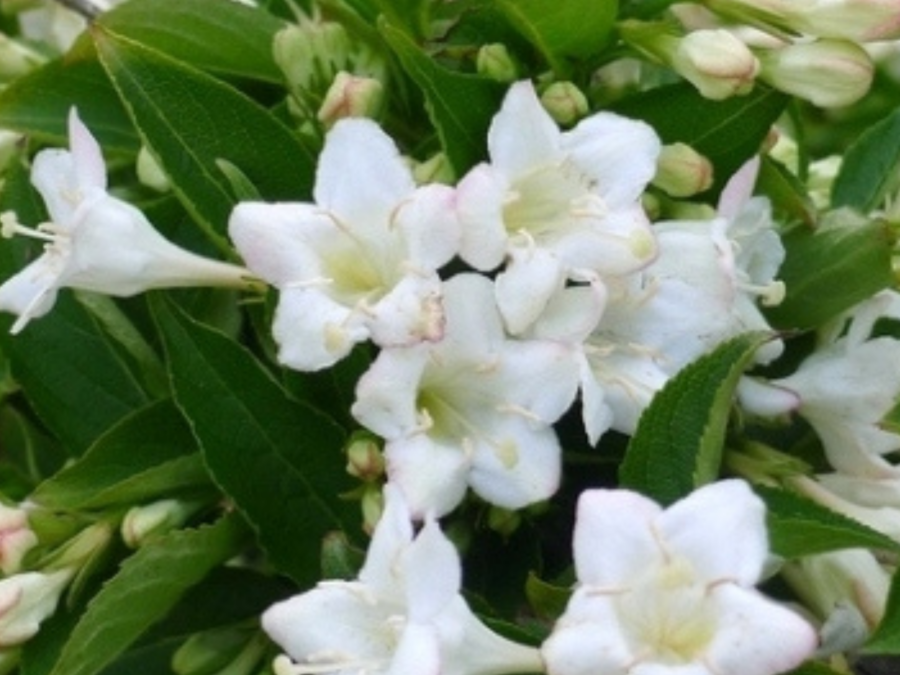 Weigela florida 'Snowflake' - Covili Franco
